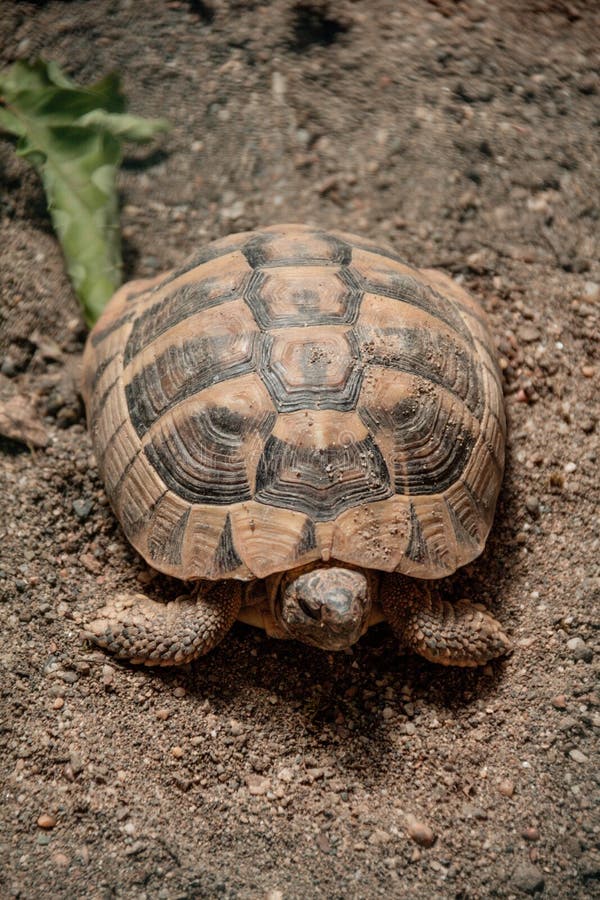 Vertical Closeup of a Turtle Outdoors during Daylight Stock Image ...
