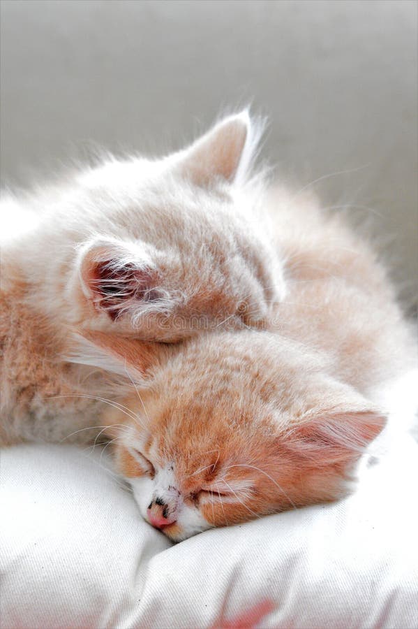 Vertical Closeup of Two Ginger Kittens Lying on Each Other on the Soft ...