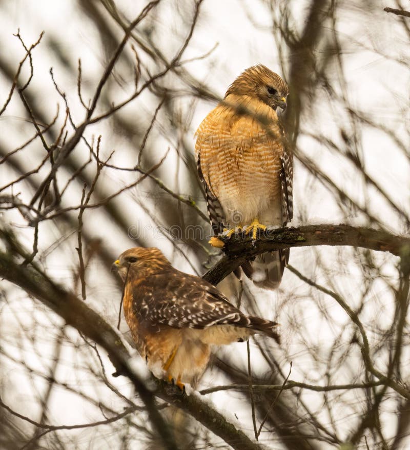 Vertical Closeup of Two Red-shouldered Hawks (Buteo Lineatus) Perched ...