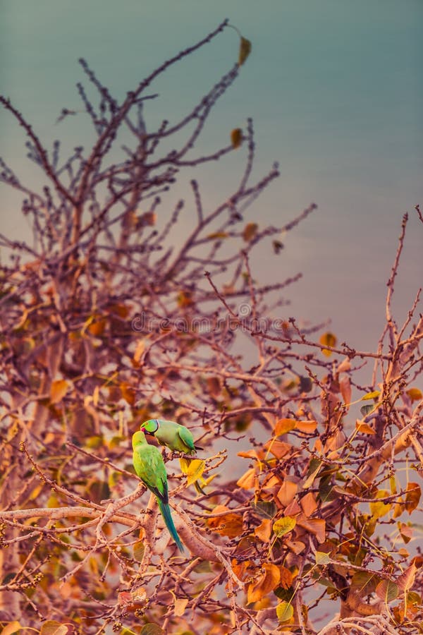 Parakeets on Tree Stump stock image. Image of dubai, planet - 78142535