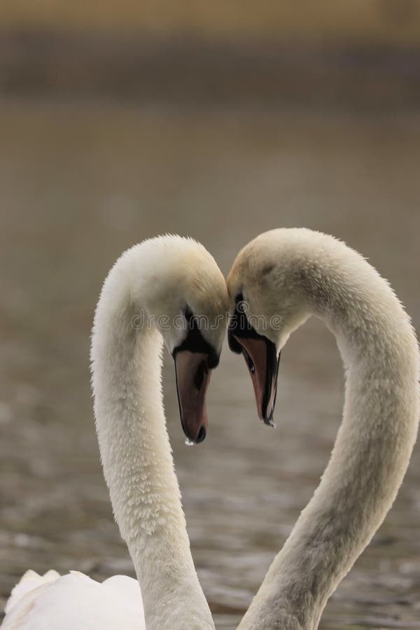 Vertical Closeup of Two White Swans Courting Stock Image - Image of ...