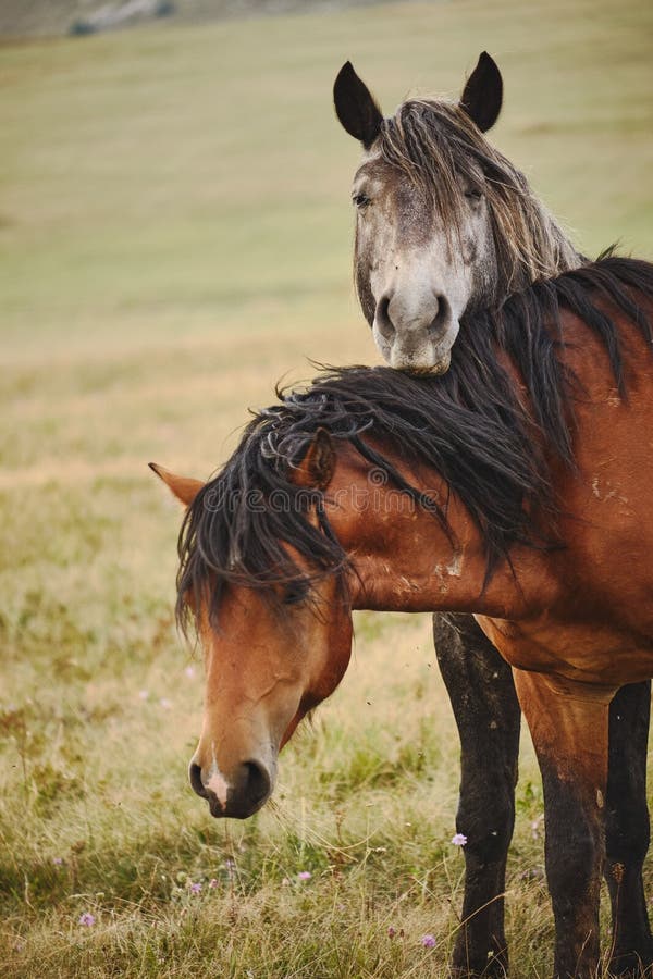Vertical Closeup of Two Wild Horses in a Meadow. Stock Photo - Image of ...