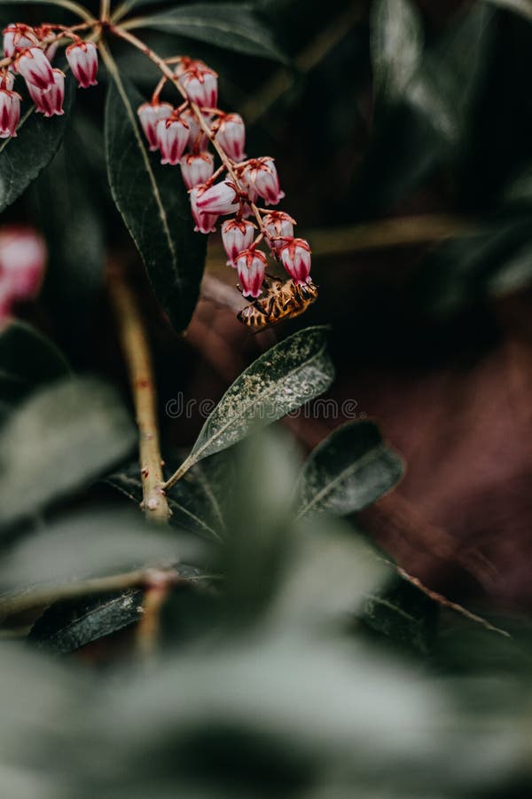 Vertical Closeup of Valley Roses Stock Image - Image of beauty, flower ...