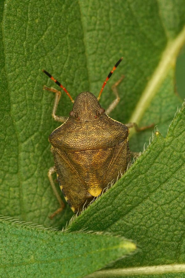 Vertical Closeup on the Vernal Shieldbug, Peribalus Strictus Stock ...