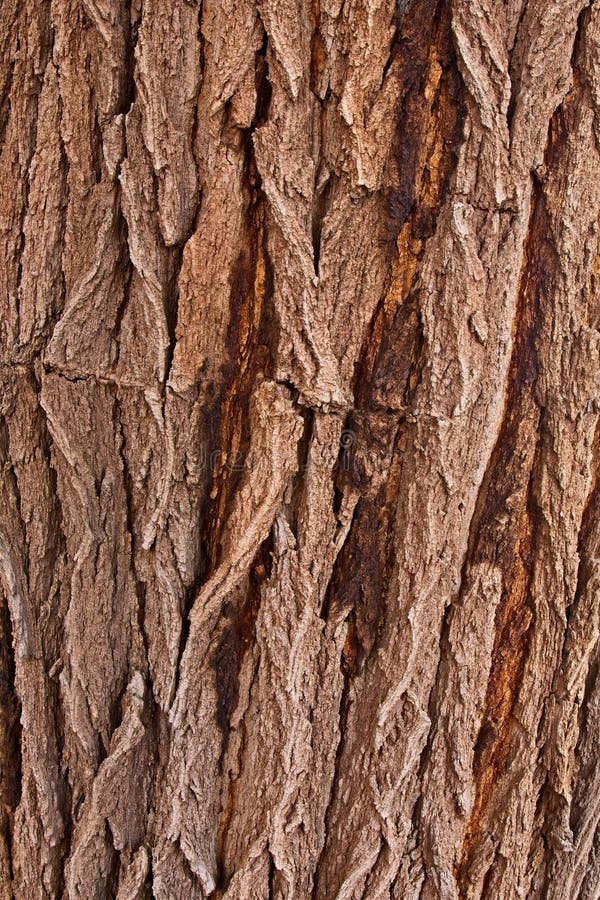 Vertical Closeup of Very Tough Bark on a Tree. Stock Image - Image of ...