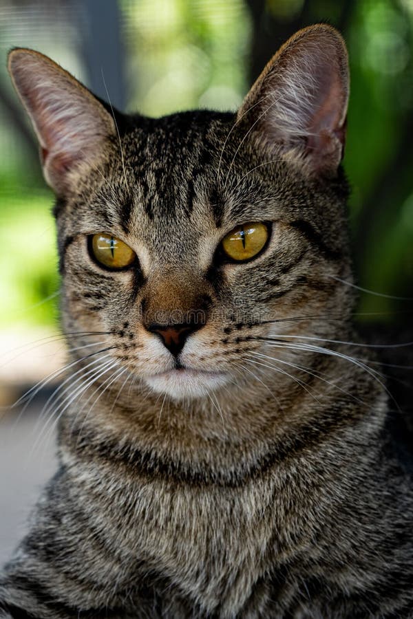 Vertical Closeup View of an Adorable Tabby Cat Stock Photo - Image of ...