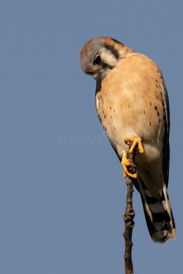 Vertical Closeup View of a Majestic American Kestrel Bird Perched at ...