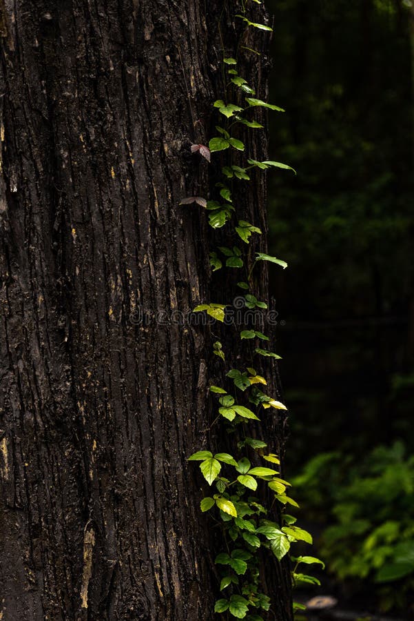 Vertical Closeup of Vines Growing on a Tree Bark in an Evergreen Forest ...
