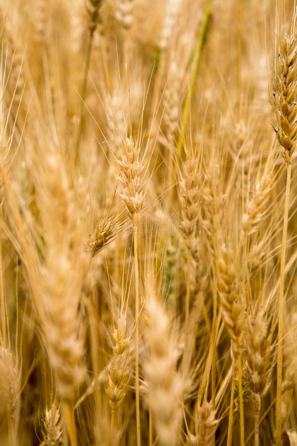 Vertical Closeup of a Wheat Field. Stock Image - Image of plant, grain ...