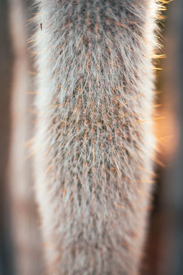 Vertical Closeup of a White Fluffy Cactus Stock Photo - Image of botany ...