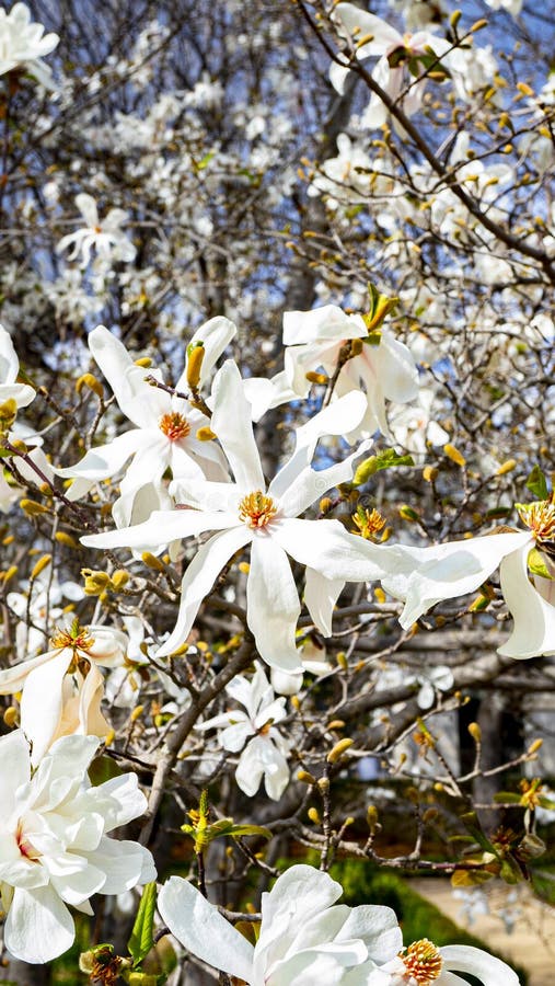 Vertical Closeup White Magnolia Flowers Tree Daylight Stock Photos ...