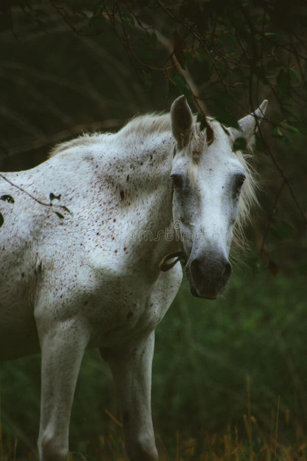 Vertical Closeup of a White Mule with Black Spots in the Forest, Grass ...