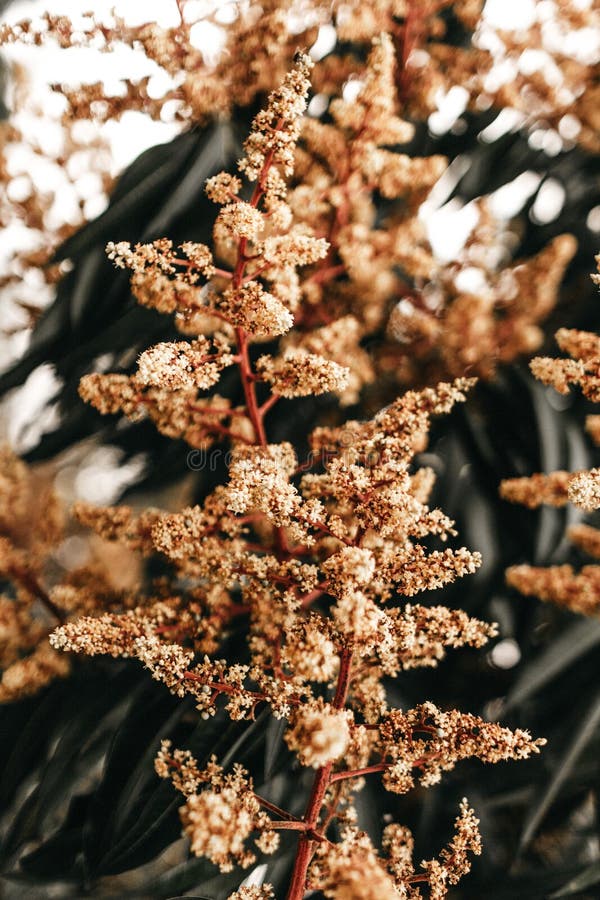 4,462 Puffy Tree Photos - Free & Royalty-Free Stock Photos from Dreamstime