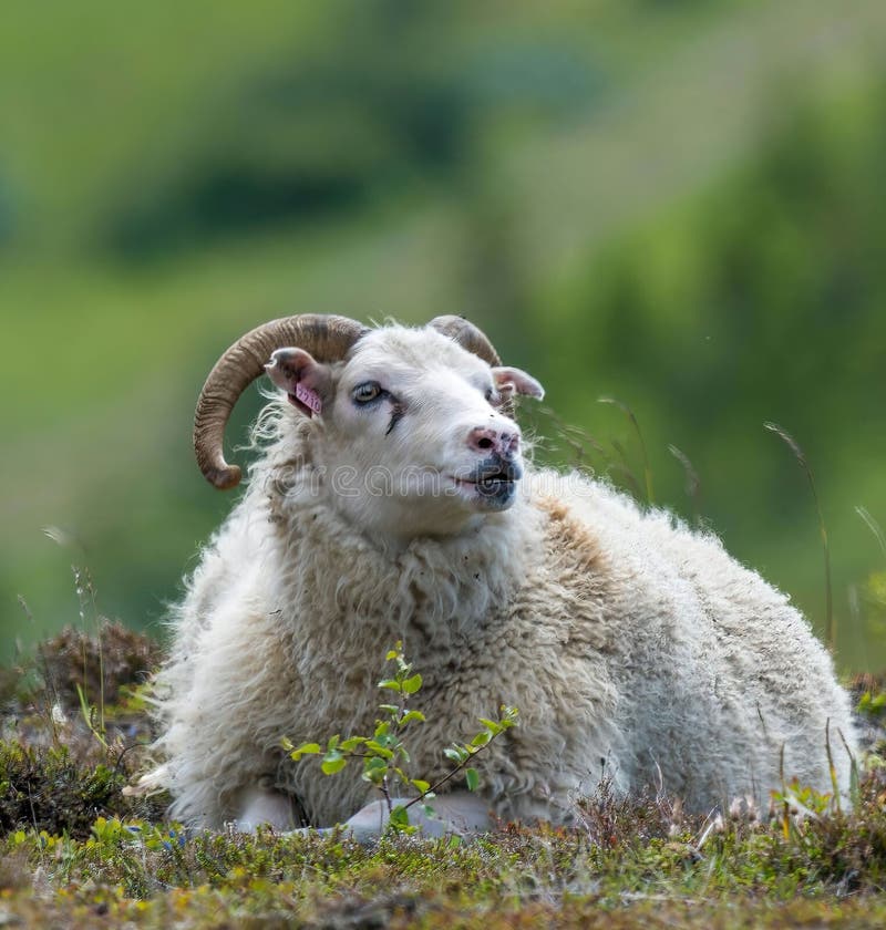 Vertical Closeup of a White Ram Resting on the Ground. Stock Photo ...