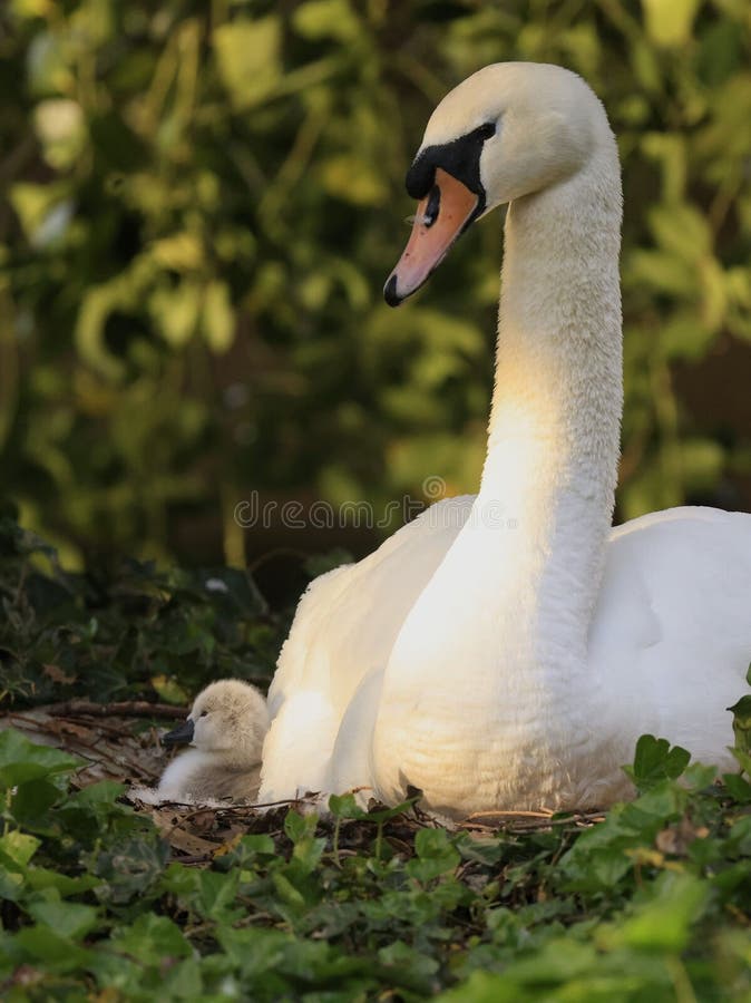 Vertical Closeup of a White Swan Sitting on the Ground Stock Photo ...