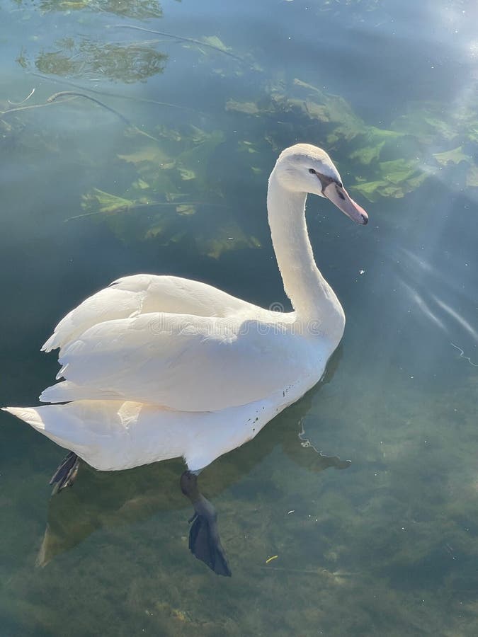 Vertical Closeup of a White Swan Swimming in Sunlit Water Stock Photo ...