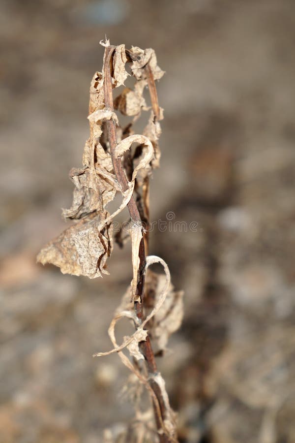 Vertical Closeup of a Withered Plant Outdoors Stock Image - Image of ...