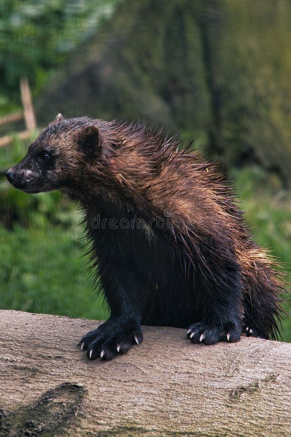 Vertical Closeup of a Wolverine Climbing on a Tree Log Stock Image ...