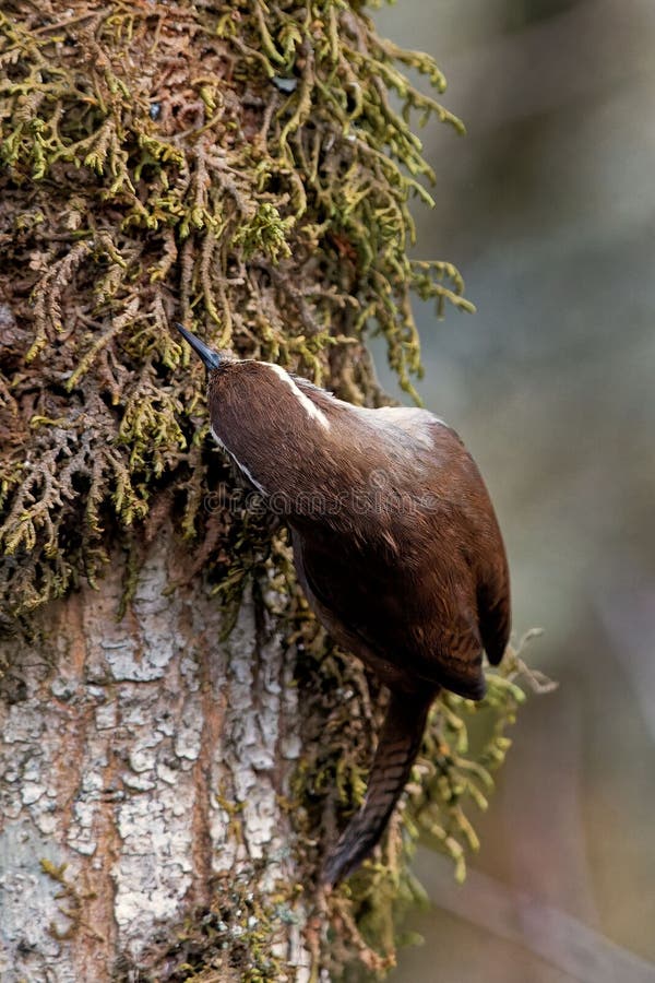 Vertical Closeup of a Wren Bird Perching on the Mossy Tree Trunk Stock ...