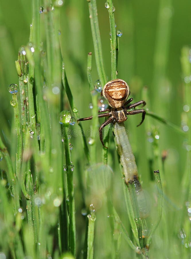 Vertical Closeup Of A Xysticus Ground Crab Spider On The Green Grass With Dew Stock Image