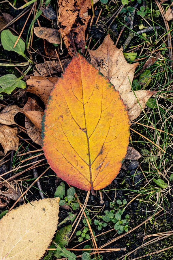 Vertical Closeup of a Yellow Fall Leaf on the Ground Stock Photo ...
