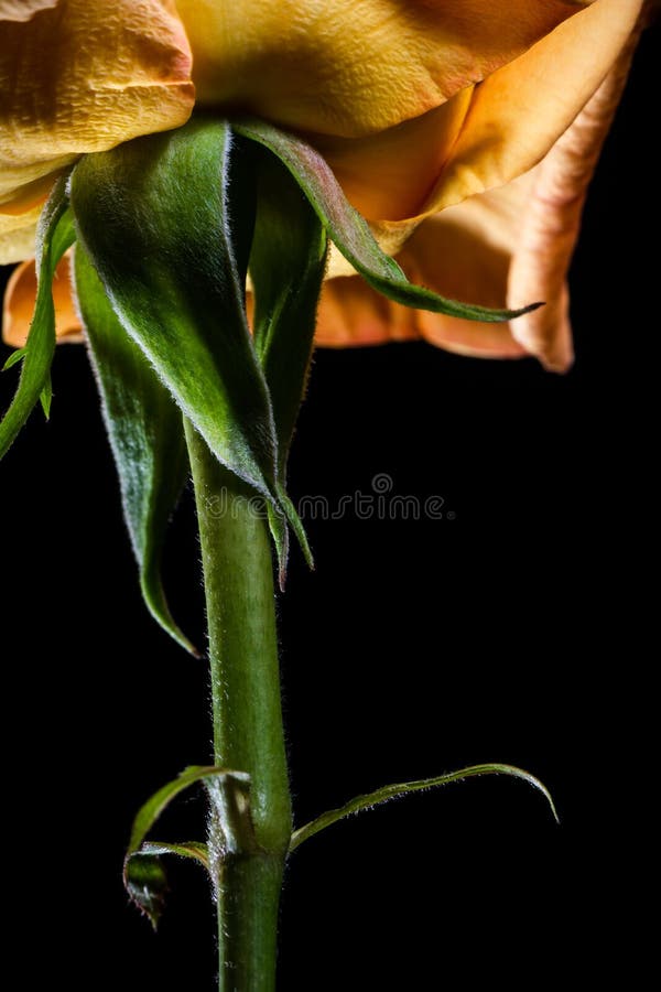 Vertical Closeup of a Yellow Rose Under the Lights Isolated on a Black ...
