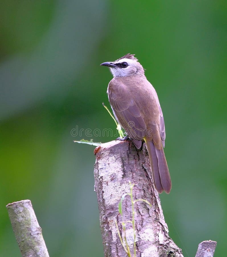 Vertical Closeup of a Yellow-vented Bulbul Perched on a Branch of a ...