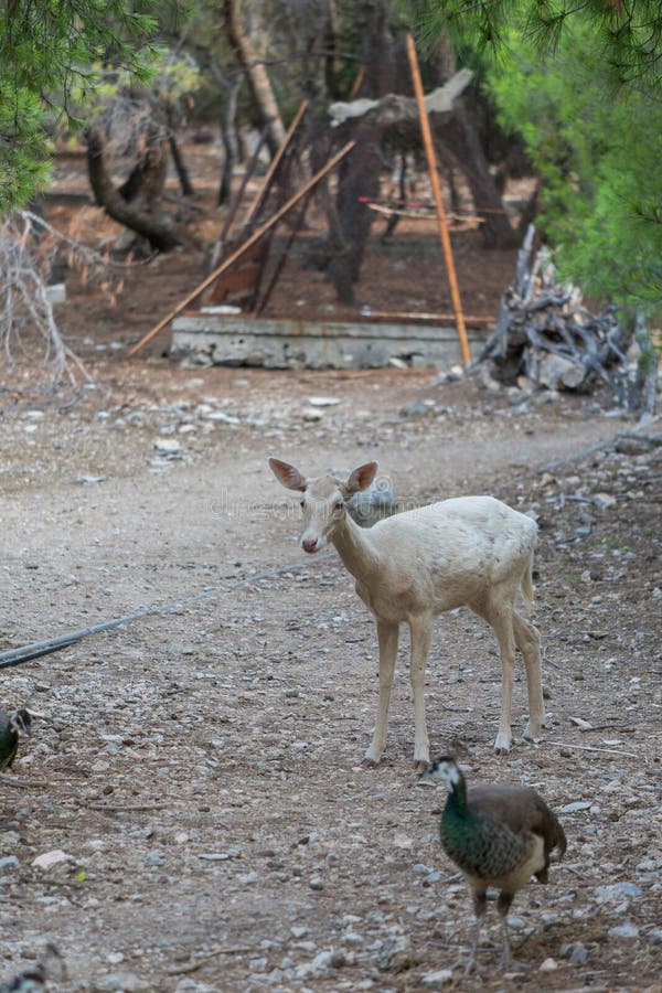 Vertical Closeup of a Young Deer in a Zoo Stock Photo - Image of cervus ...
