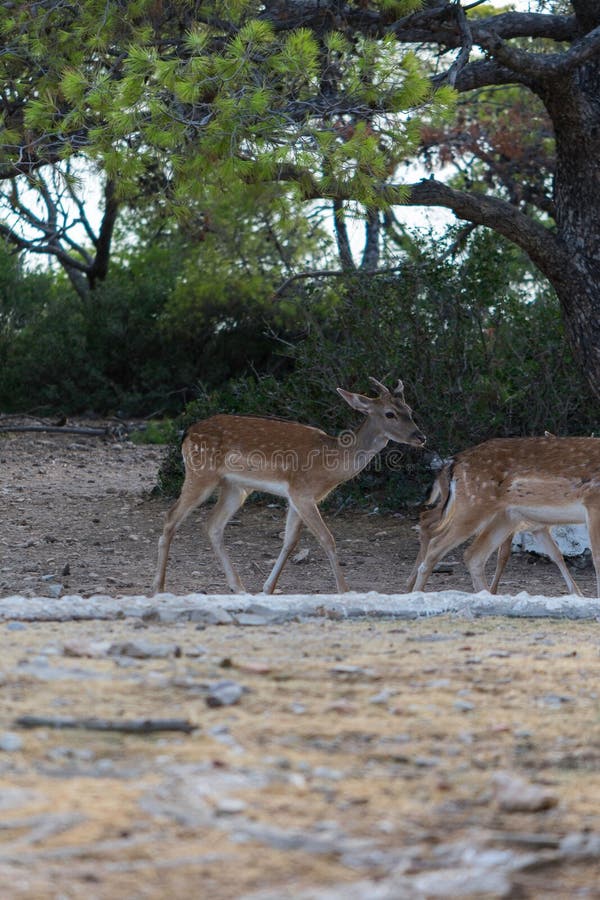 Vertical Closeup of a Young Deers in a Zoo Stock Image - Image of ...