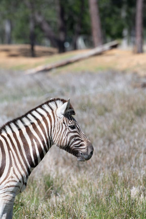 Vertical Closeup of a Zebra in the Wild Stock Photo - Image of zebra ...