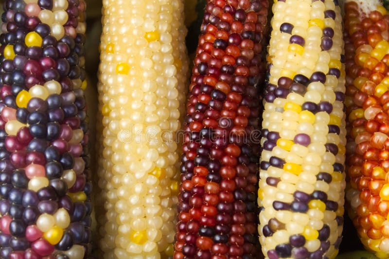 Vertical Colorido Do Milho De Lado a Lado Foto de Stock - Imagem de ...