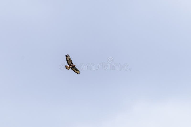 Vertical of a Common Buzzard Flying in the Sky with Its Wings Wide Open ...