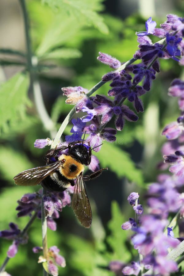 Vertical Of A Common Eastern Bumble Bee, Bombus Impatiens, In Russian ...