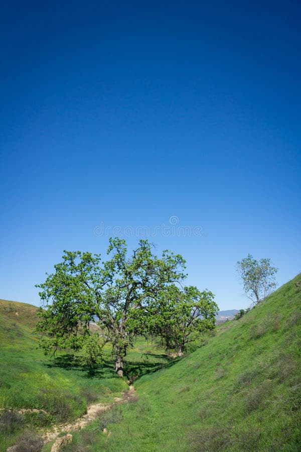 Vertical Composition Oak Tree Stock Image - Image of field, grow: 50770427