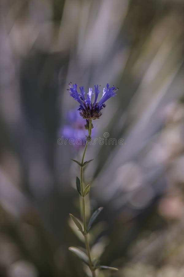 A Single Fragrant Sage Bloom Stock Image - Image of beauty, bnackground ...