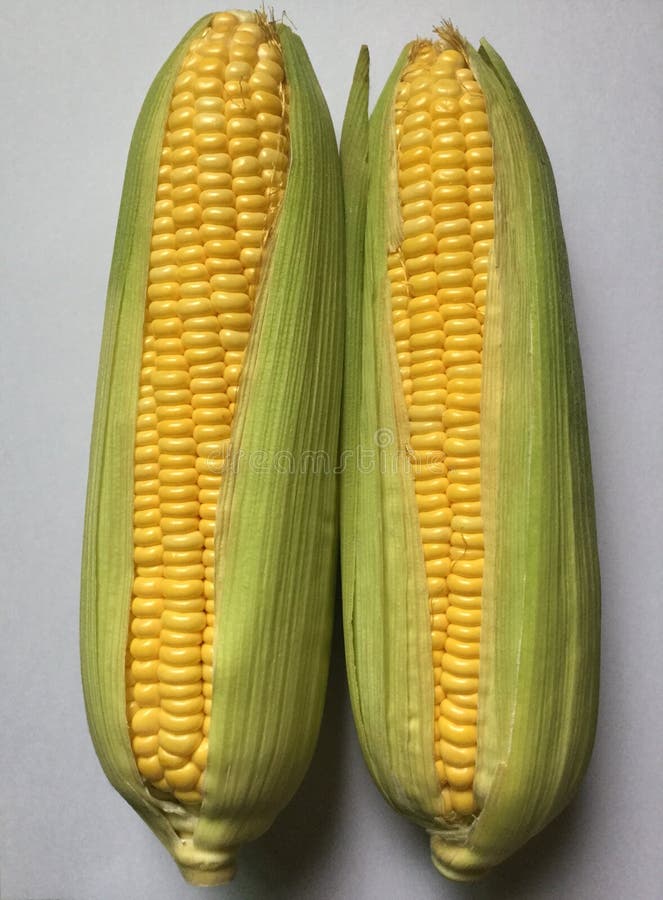 Vertical Corn Cobs. Pair. stock image. Image of food - 121342047