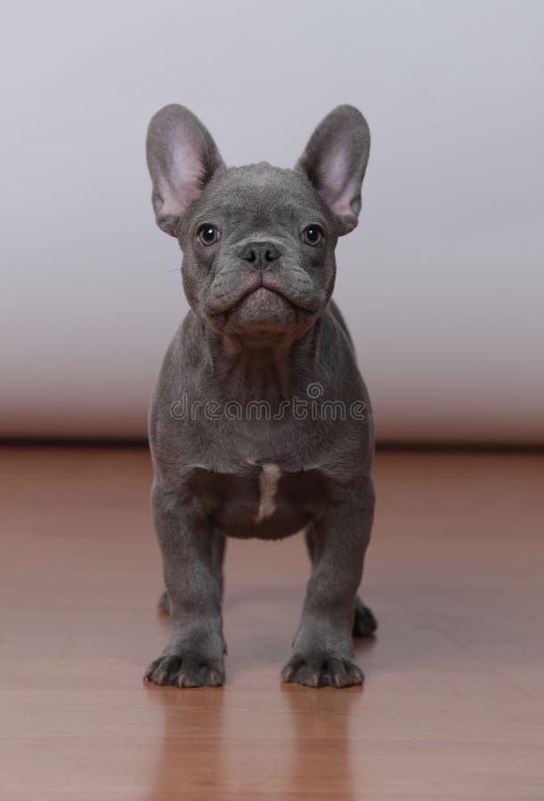 Vertical of a Cute Grey French Bulldog. Stock Photo - Image of adorable ...