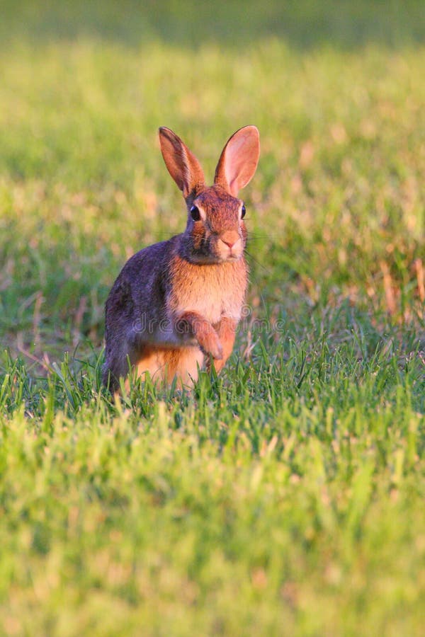 Vertical of a Cute Rabbit Jumping on the Grass. Stock Photo - Image of ...
