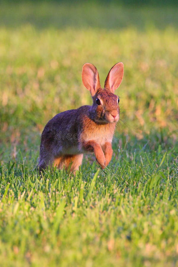 Vertical of a Cute Rabbit Jumping on the Grass. Stock Image - Image of ...