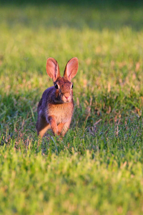 262 Wild Hare Rabbit Jumping Stock Photos - Free & Royalty-Free Stock ...