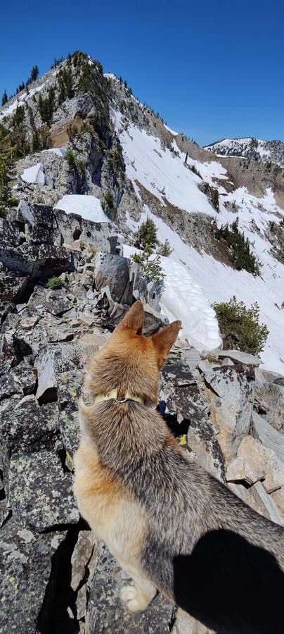 Vertical of a Czechoslovakian Wolfdog, Wolf Captured from Behind ...