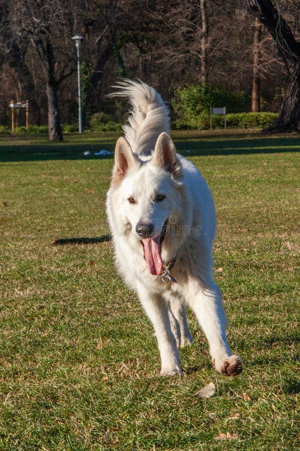 Vertical D'un Chien Mignon Courant Librement Dans Un Parc Vert Image ...