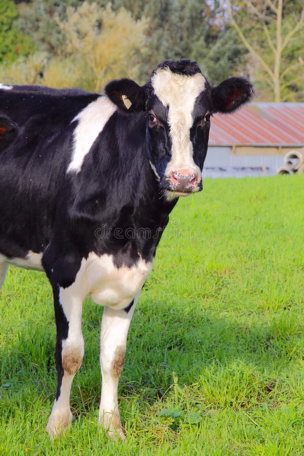 Vertical Dairy Cow stock image. Image of single, exterior - 60725547