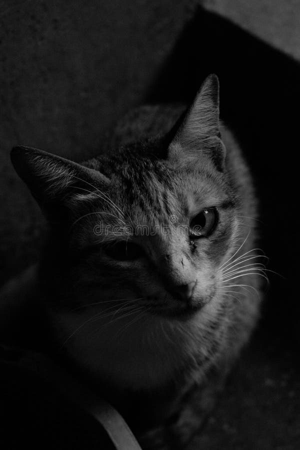 Vertical Dark Grayscale of a Moody Tabby Cat Stock Image - Image of ...