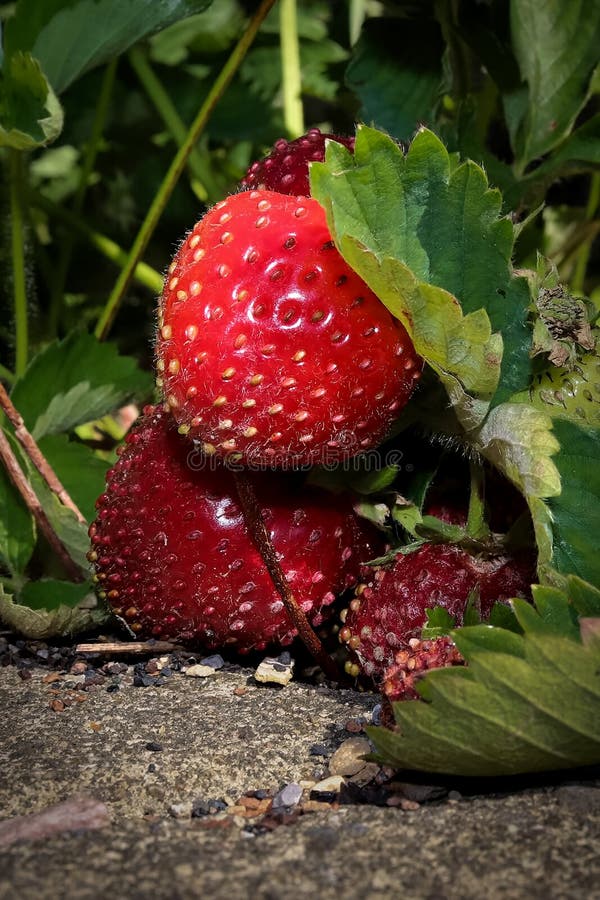 Morangos Que Rotting Com Fungo Foto de Stock - Imagem de suculento ...