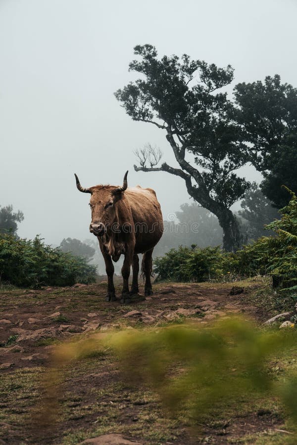 Vertical De Un Toro En Un Bosque Nublado En Madeira. Imagen de archivo ...