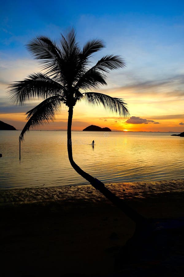 Vertical De Una Palmera En El Mar Al Atardecer. Foto de archivo ...