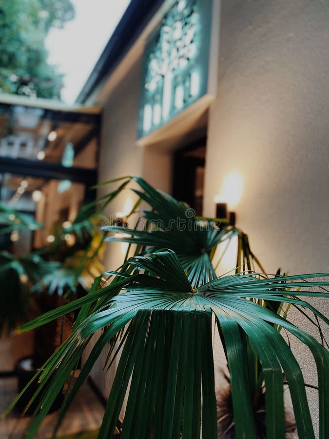 Vertical De Una Planta De Palma Verde. Foto de archivo - Imagen de ...