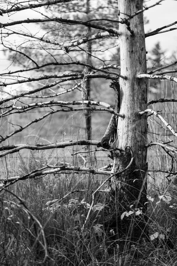 Vertical of a Dead Tree with Leafless Branches Shot in Grayscale Stock ...