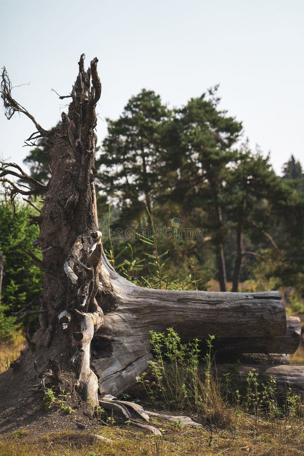 Vertical of a Deformed Tree Trunk Serving As a Wooden Bench Captured in ...